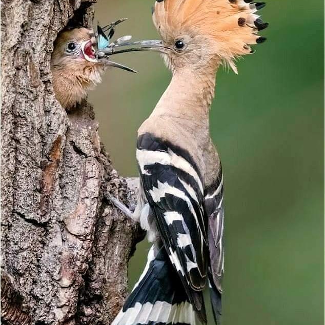 Best times for bird watching safari in Uganda - birding safaris