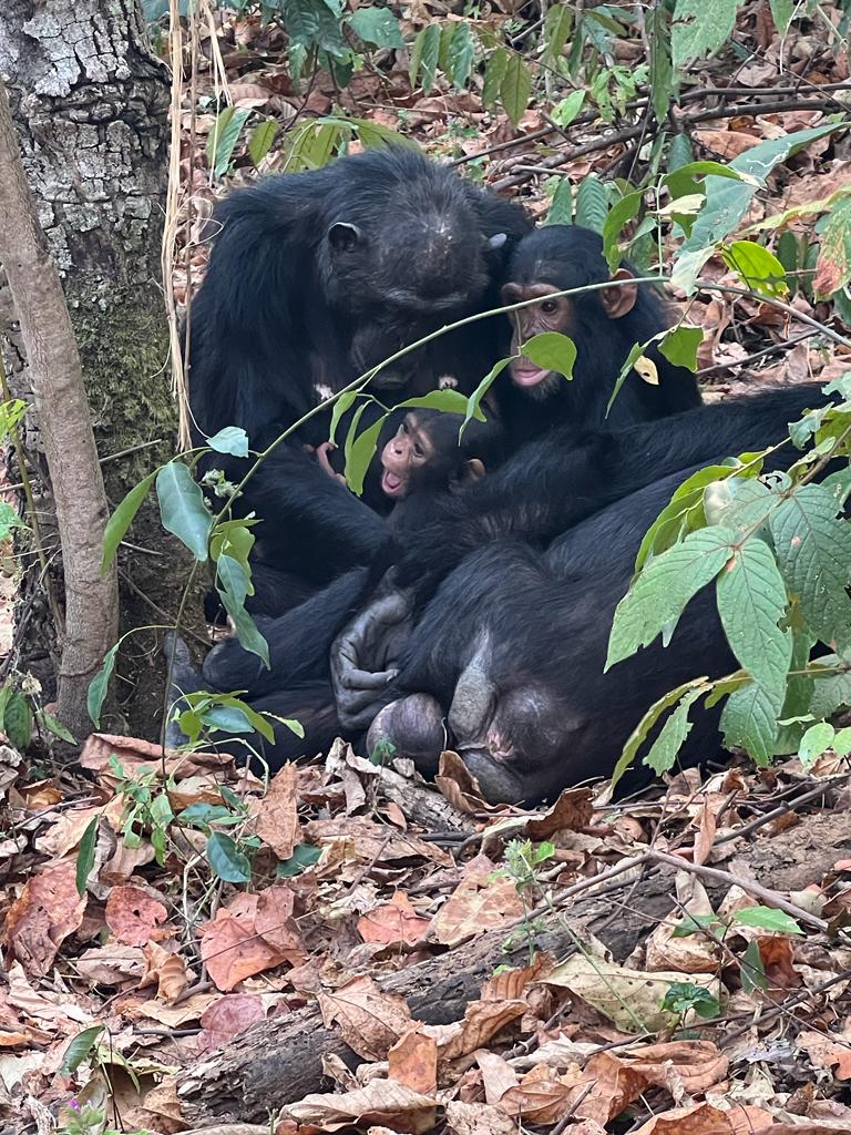 3 DAYS GOMBE WILDLIFE AND CHIMPANZEE TRACKING